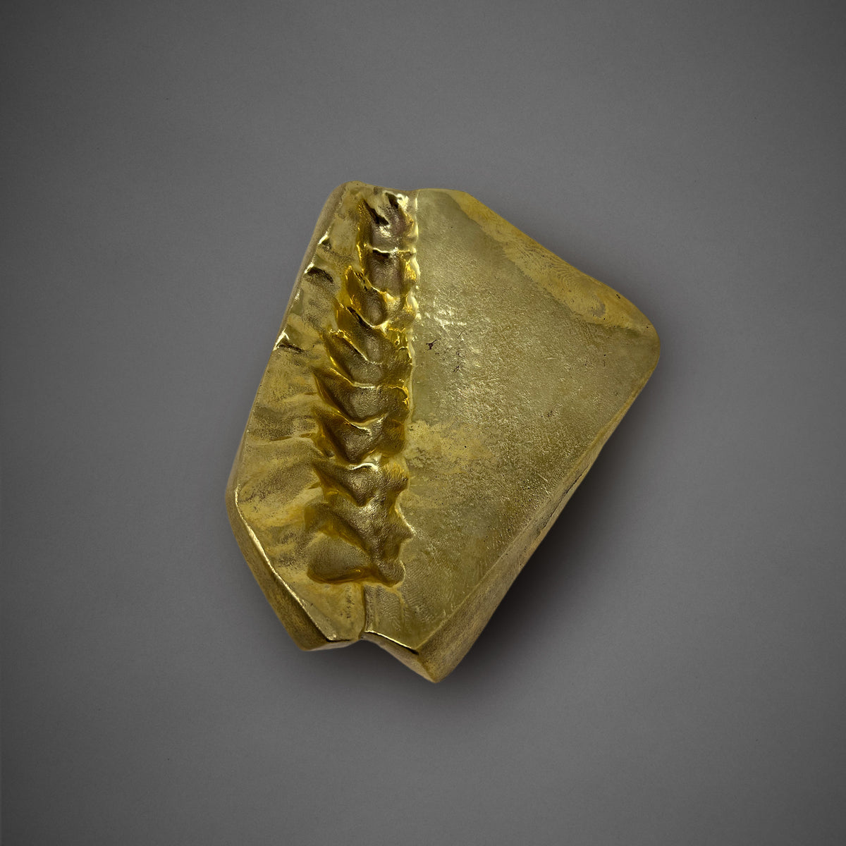 Sea Shell Pull – Hamilton Sinkler